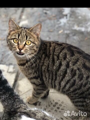 Кошка Катя