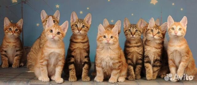 Шесть чудесных котят редких окрасов