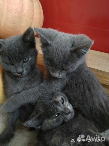 Котята, Коты и кошечки породы русская голубая
