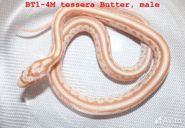 Маисовый полоз Butter Tessera