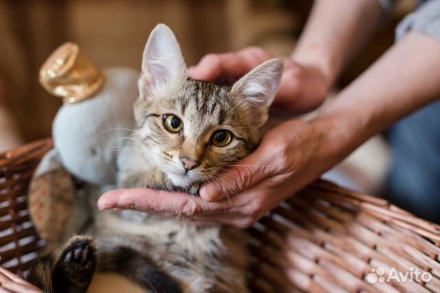 Котенок - ушастик в тельняшке