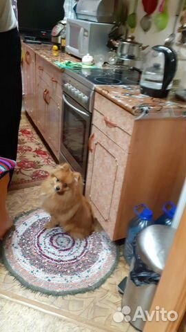 Продам щенка шпица.Мальчик,15 октября будет 8 меся