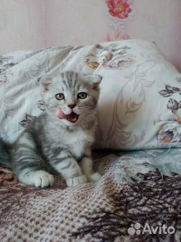 Скоттиш фолд