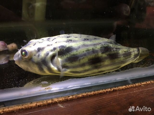 Тетраодон Факаха