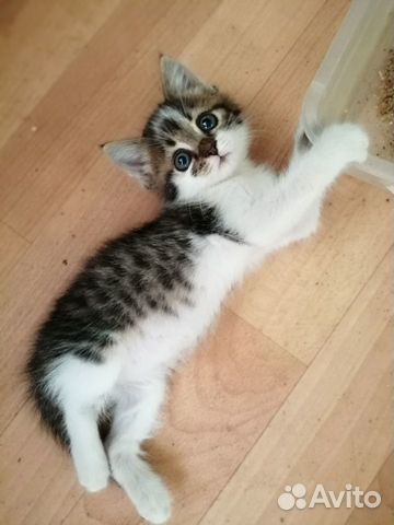Маленькая кошечка