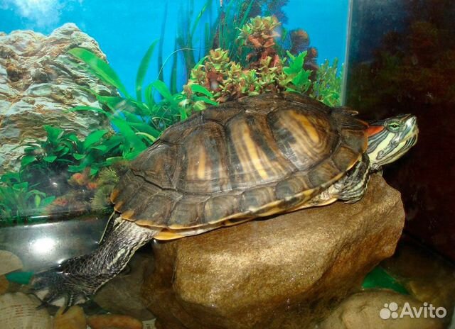 Красноухая водяная черепаха