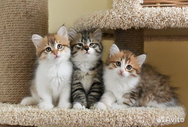 Настоящие лесные сибирячки(котята с документами)