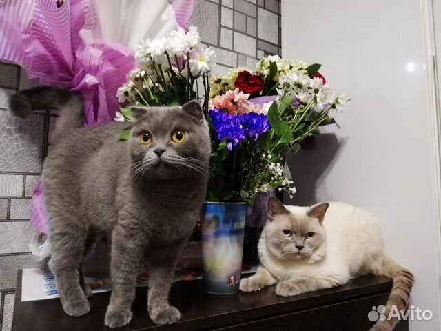 Продаются милые плюшевые толстячки шотландцы