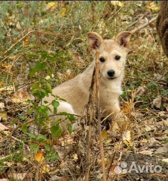 Крошка Капитошка ищет дом