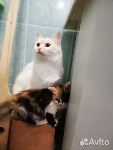 Кошка с котенком
