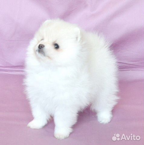 Щенки померанцевого шпица