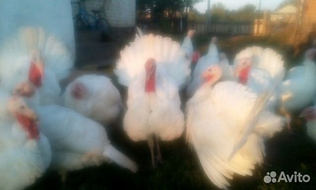 Быки, индейки на мясо