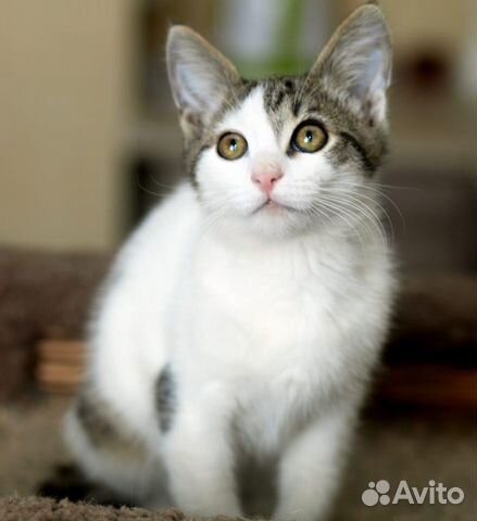 Котёнок Тигрик ищет Дом