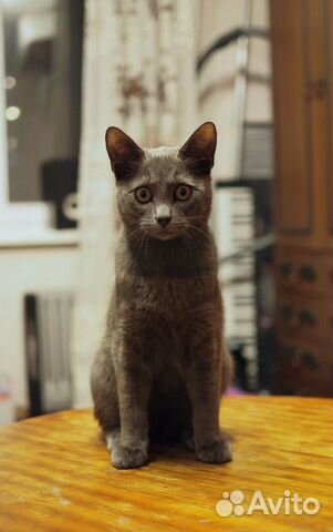 Салли кошечка 9 месяцев