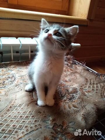 Отдам 1.5 месячного котёнка