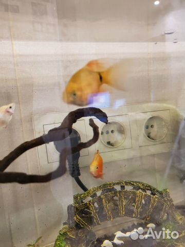 3 барбуса за пачку печенья