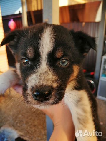 Щенки в хорошие руки