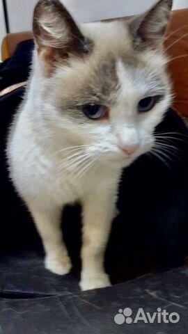 Кошка голубоглазка, стерилизованная