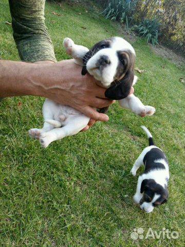 Вязка Эстонский гончии