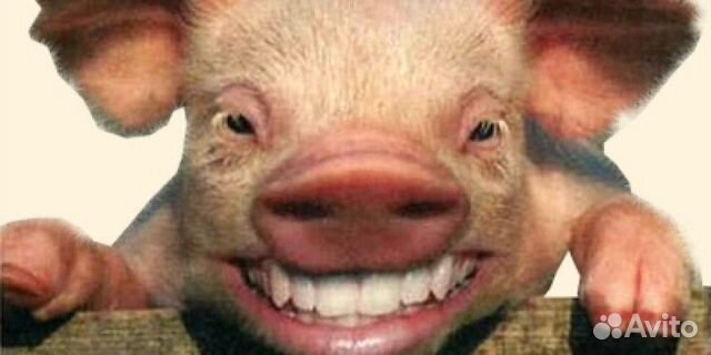 Хряк на племя