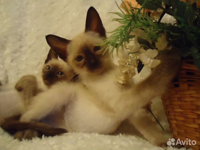 Славные тайчики