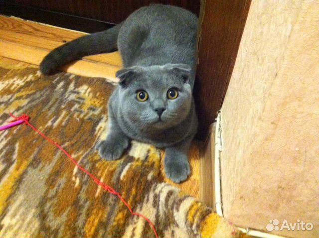 Отдам в добрые руки