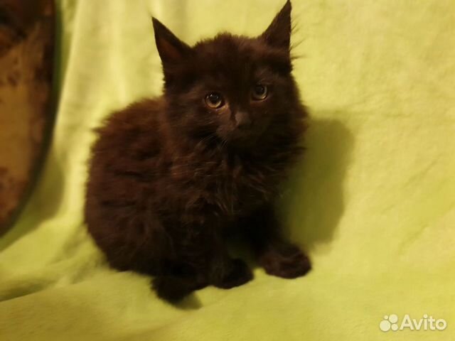 Черный котёнок в добрые руки