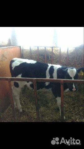 Телята 3-4 х месячные