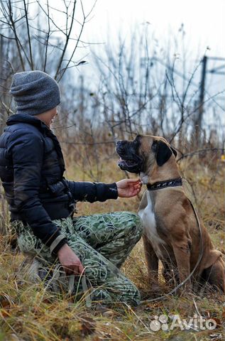 Лу ищет дом