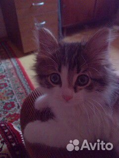 Котёнок. Длинно-шёрстный. отдам в хорошие руки