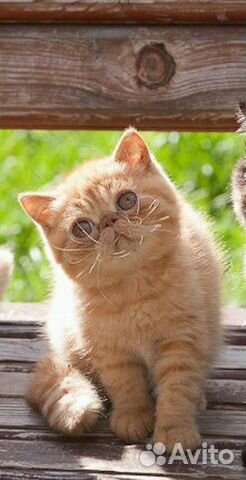 Котята экзотики