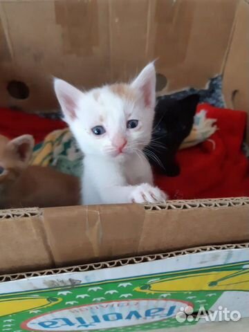 Кошечка в добрые руки