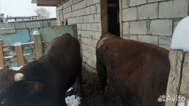 Быки 1.5года