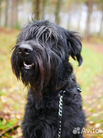 Молодой ризеншнауцер Фред в добрые руки