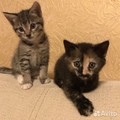Котята 1 месяц