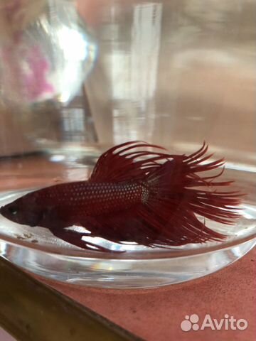 Рыба петушок аквариумный или сиамский
