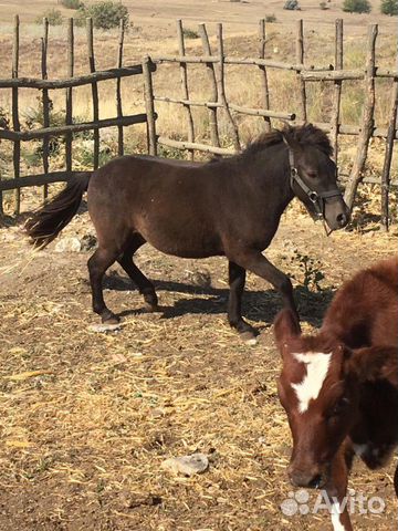 Шетландский пони