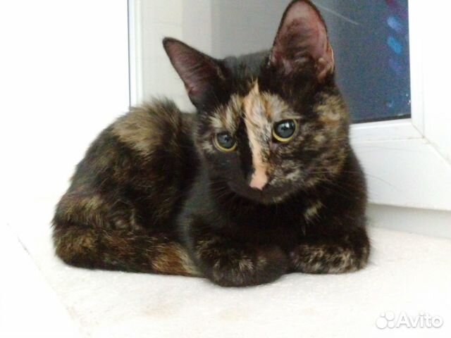 Возьмите меня к себе жить