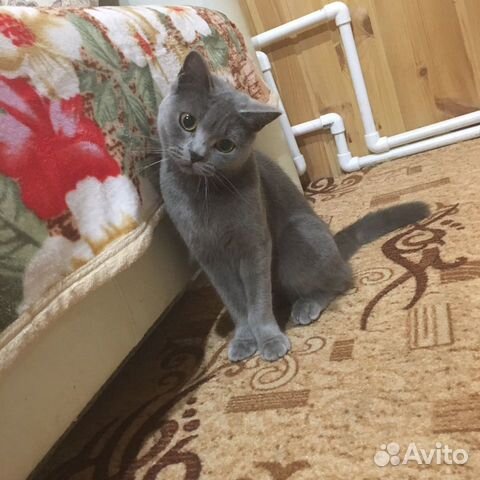 Отдам даром британку)