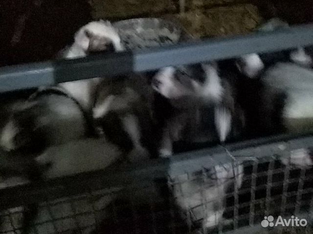 Алабай щенки