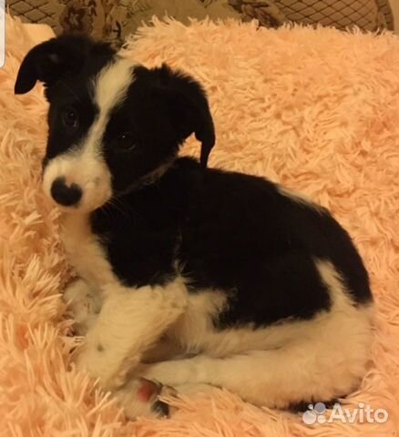 В добрые руки щенок