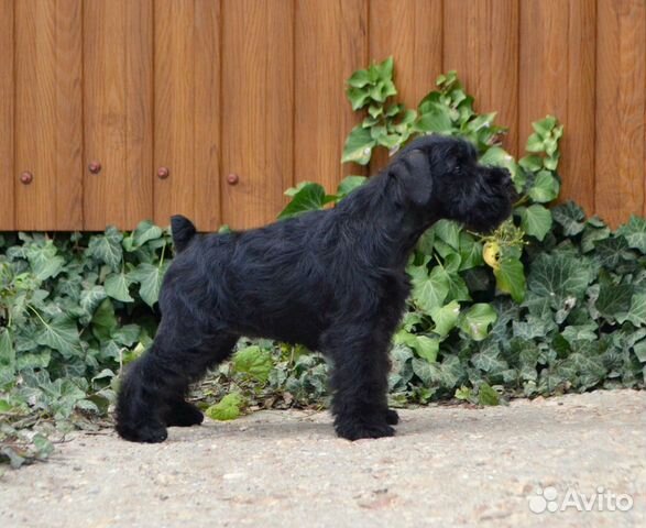 Щенок цвергшнауцера