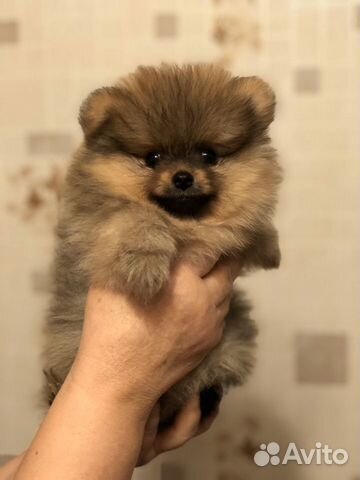 Щенки шпица