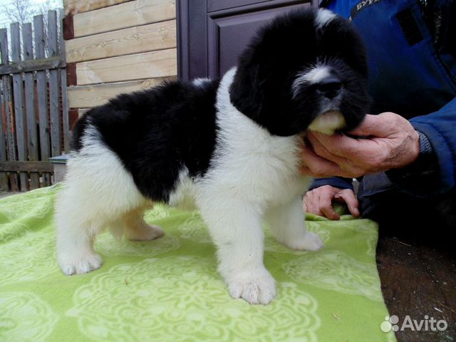 Бело - черные Ньюфо - Мишки