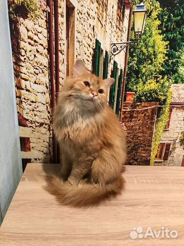 Мальчик ищет дом