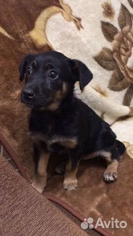 Девочка метис 2.5 месяца ищет дом