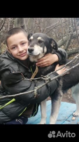 Отдам щенка, собаку