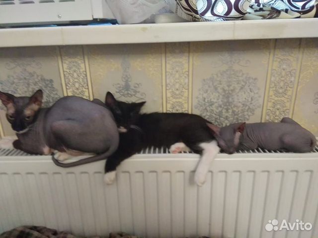 Пушистый котенок Питерболд в добрые руки