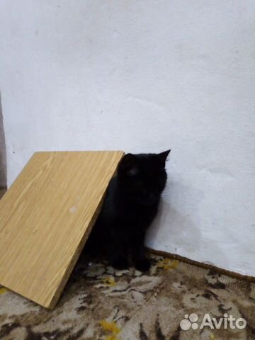 Кот черныш мать британка отец сибирский