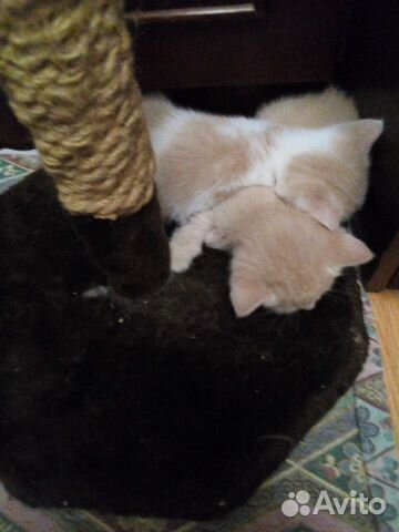 Котята